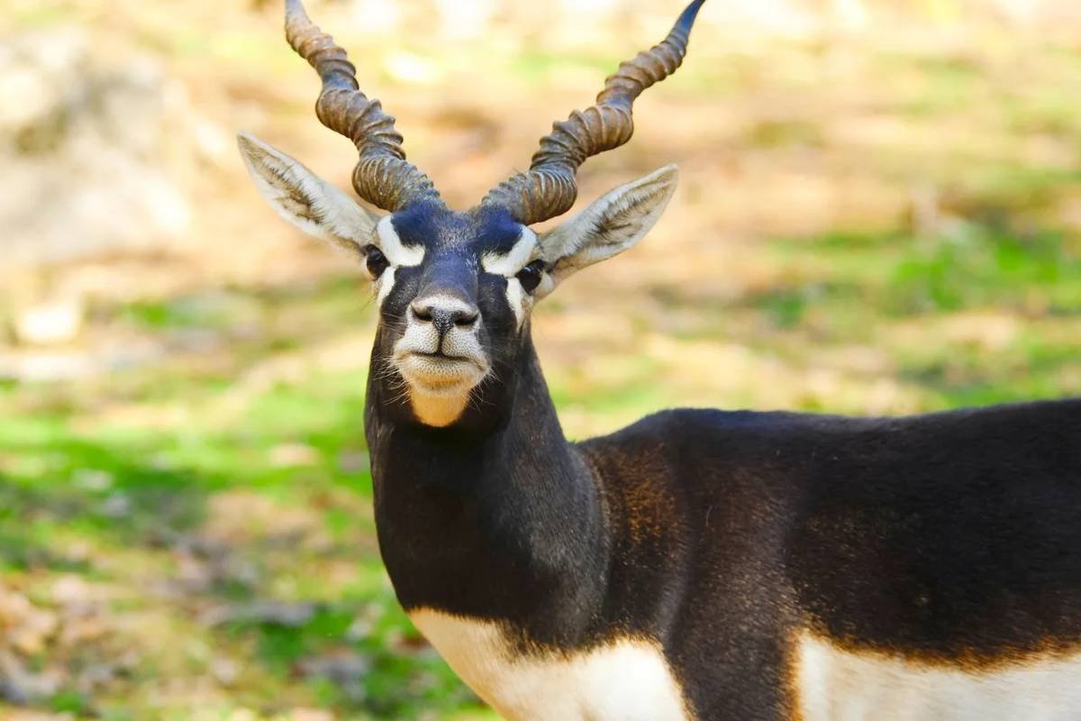 Investigation launched after Blackbuck poaching in Sirsa THE NEW INDIAN ...