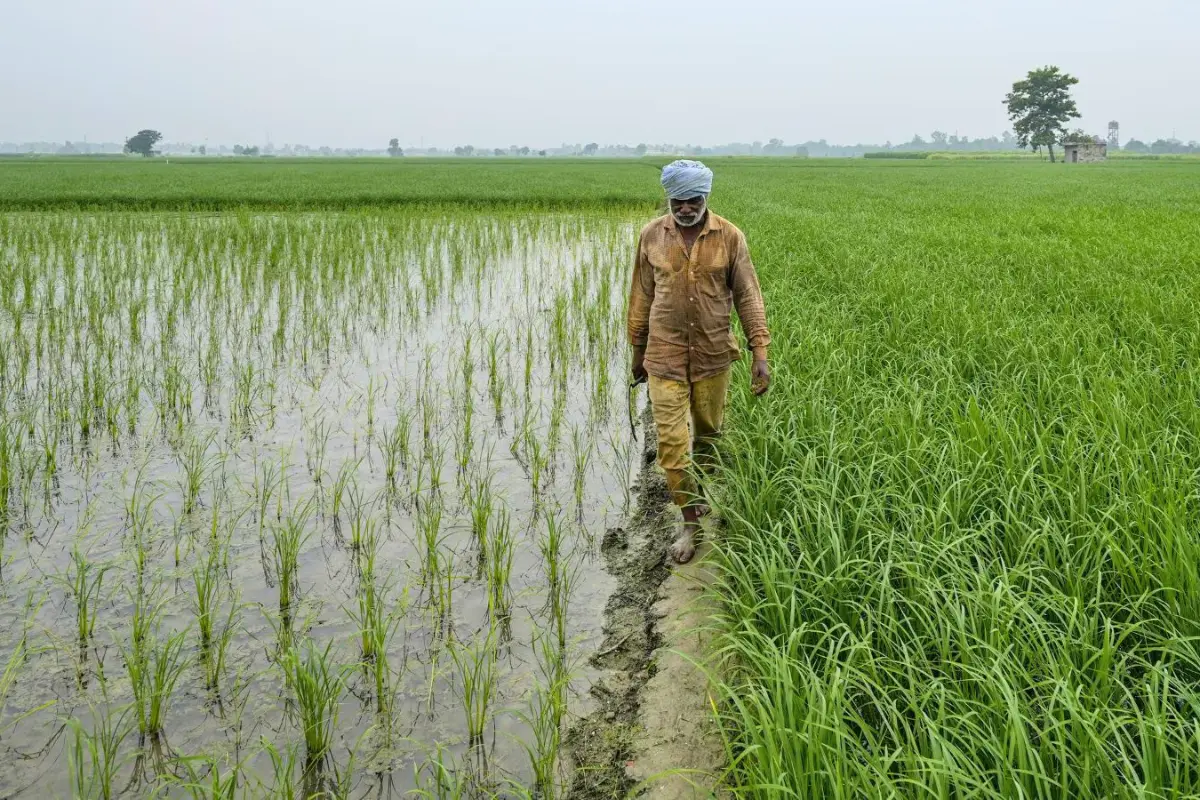 Mann Government Ensures Smooth Paddy Procurement: Every Grain Purchased ...